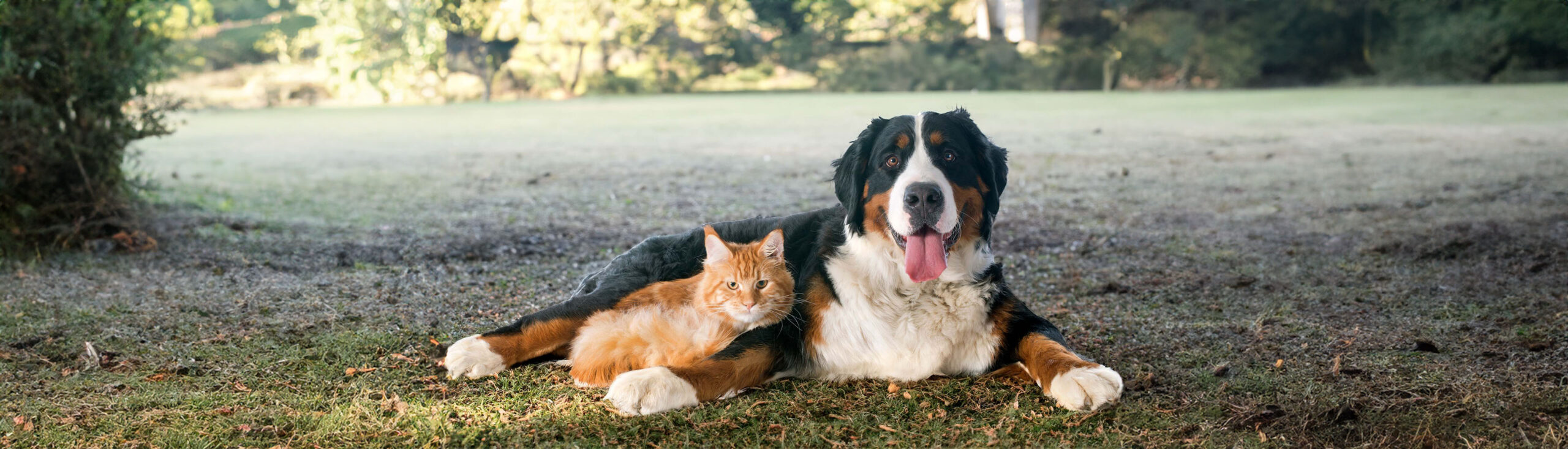 Products Pets - Master Vet